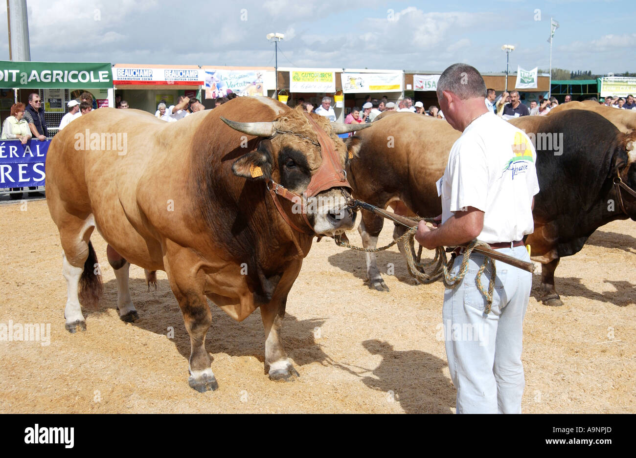 Big cattle french breed hi-res stock photography and images - Alamy