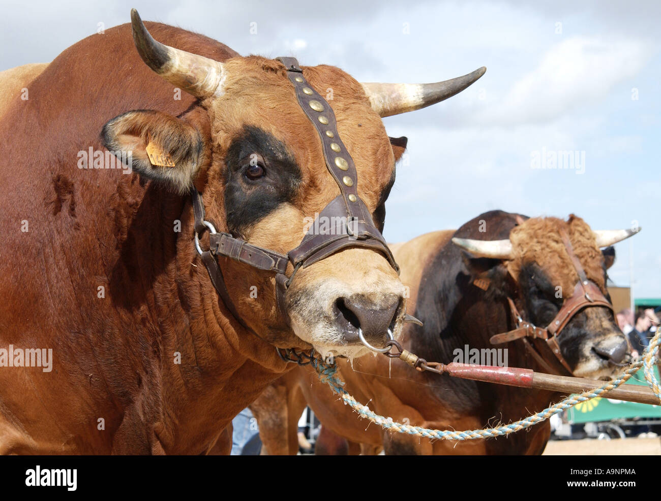 Parthenais Cattle High Resolution Stock Photography and Images - Alamy