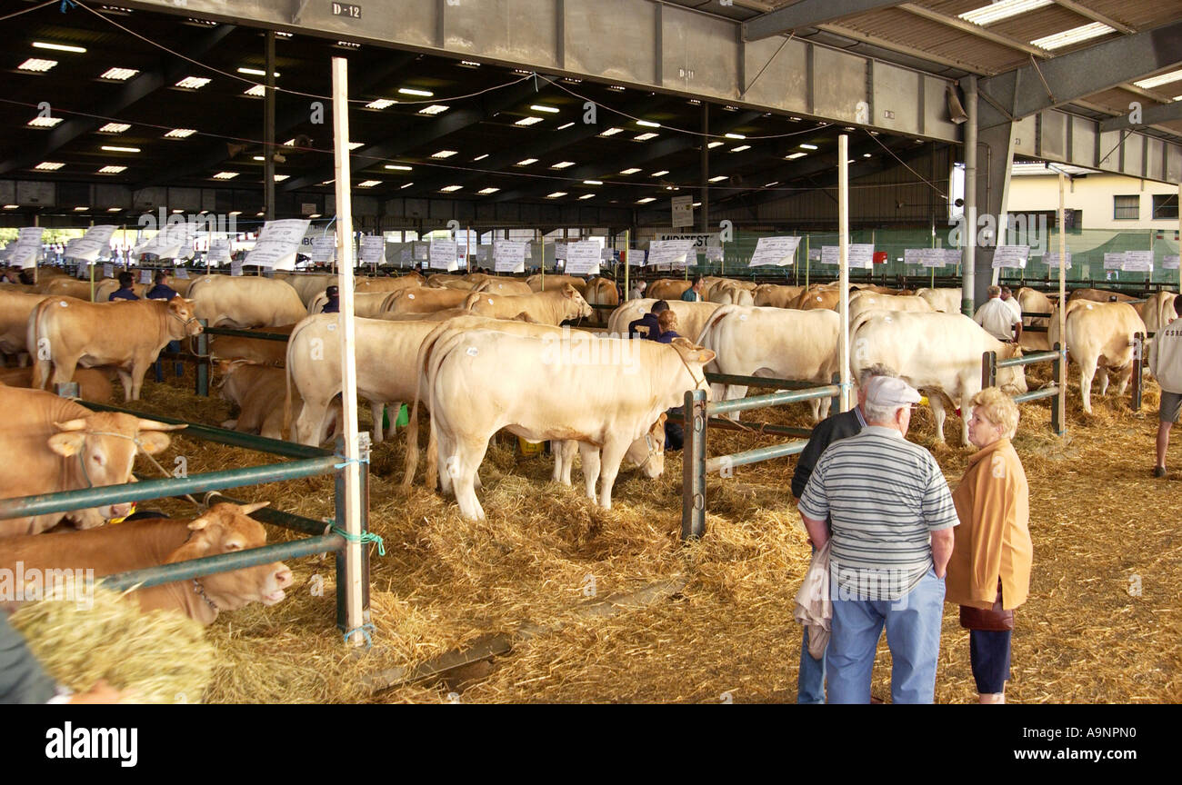 Parthenaise Cattle High Resolution Stock Photography and Images - Alamy