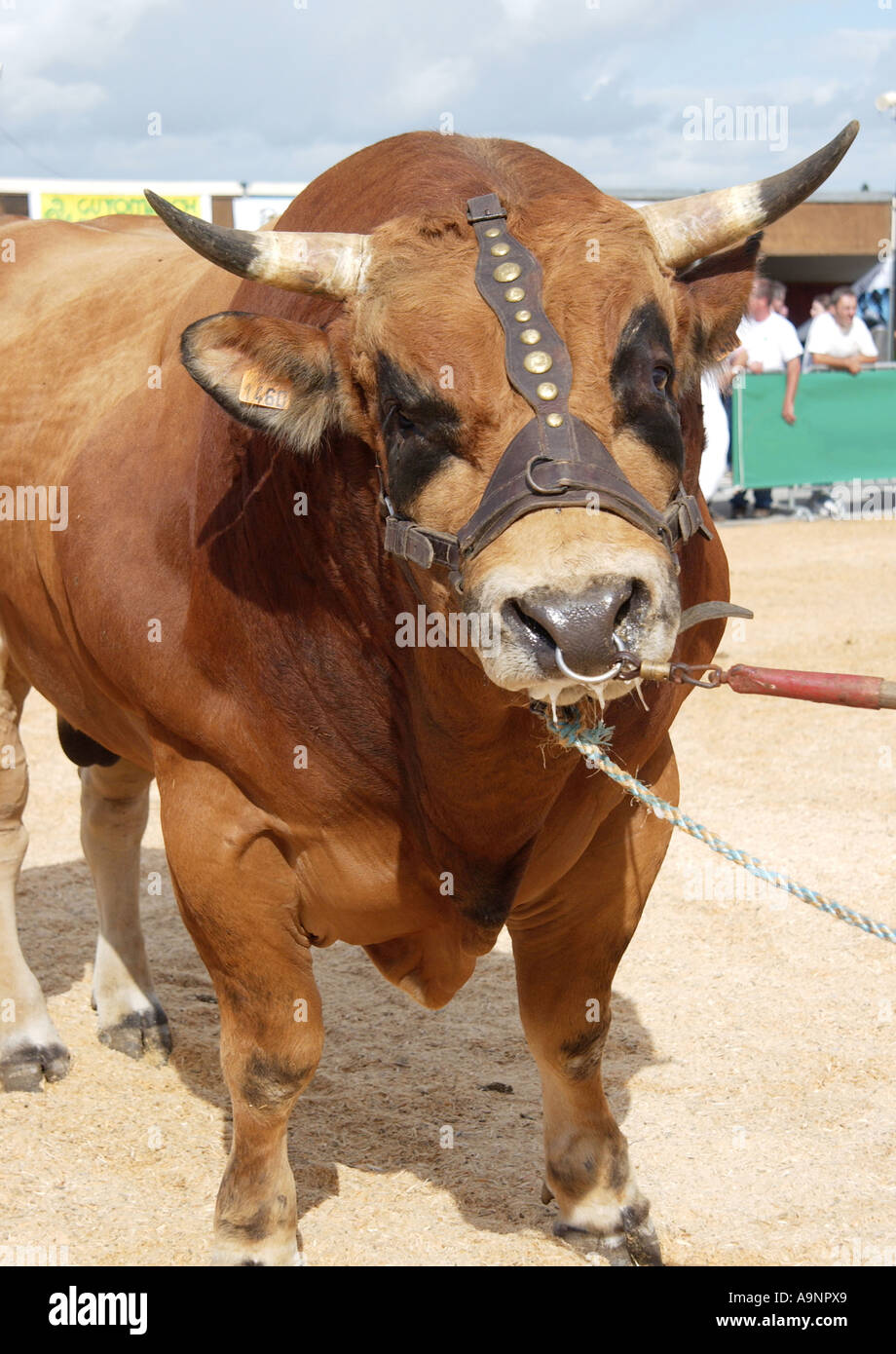Parthenaise cattle hi-res stock photography and images - Alamy