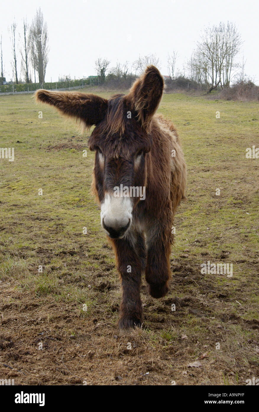 Long haired donkey hi-res stock photography and images - Alamy