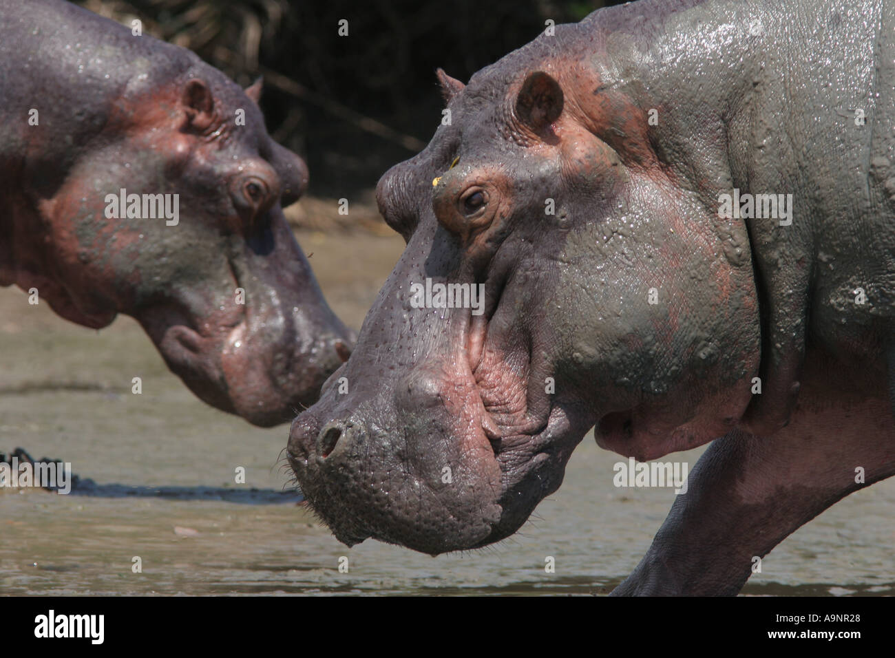 Hippopotamus on Wami river Saadani reserve Tanzania Stock Photo - Alamy
