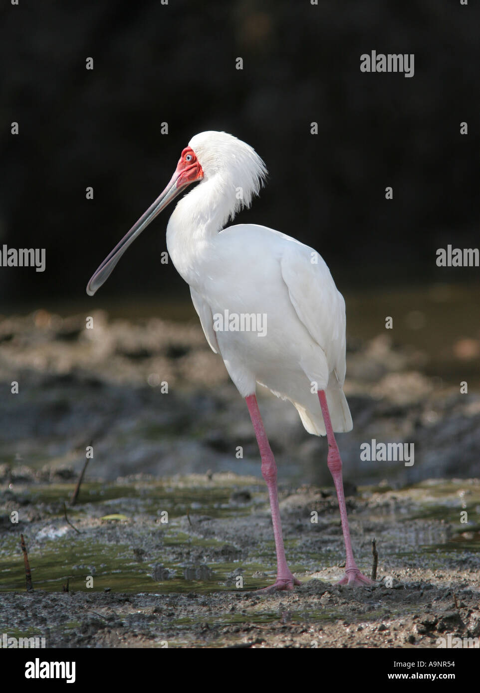 African spoonbill Wami River Saadani reserve Tanzania Stock Photo - Alamy