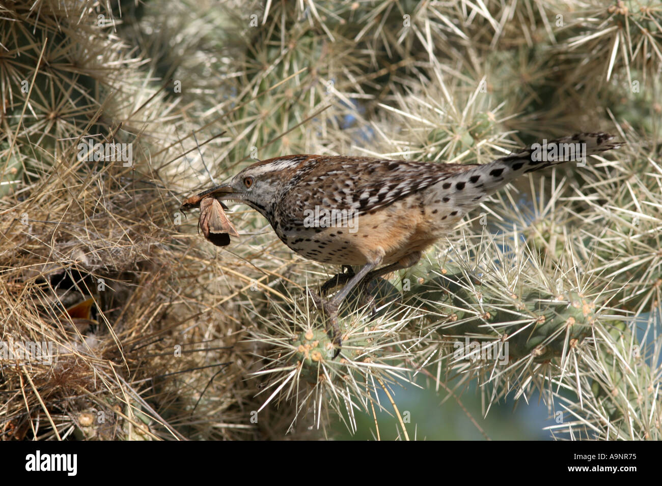 Cactus wren nest hi-res stock photography and images - Alamy