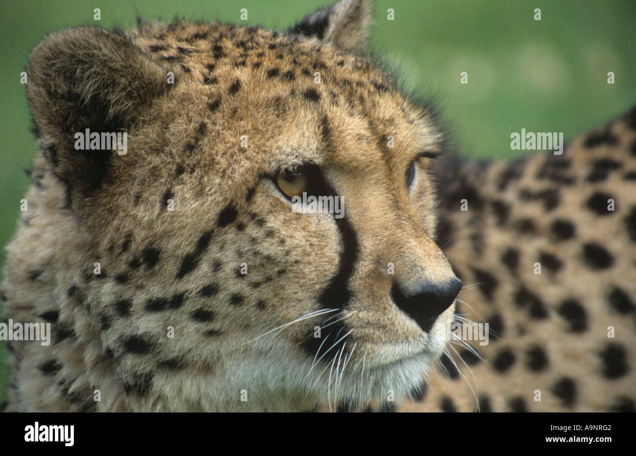 Angela hunter hi-res stock photography and images - Alamy