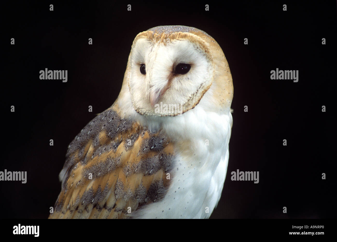 Barn Owl portrait Stock Photo - Alamy