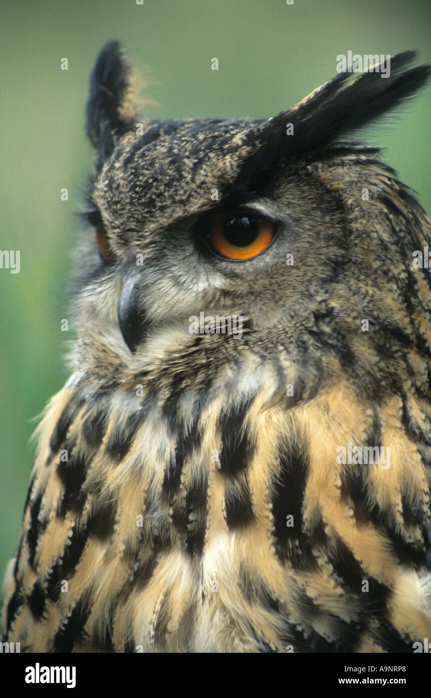European Eagle Owl portrait Stock Photo - Alamy