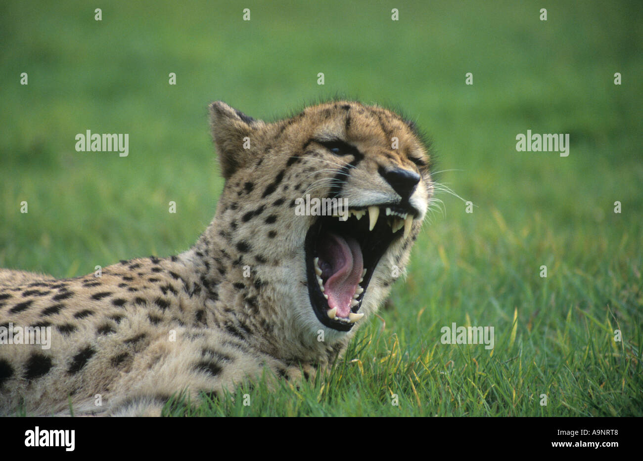 Cheetah teeth hi-res stock photography and images - Alamy