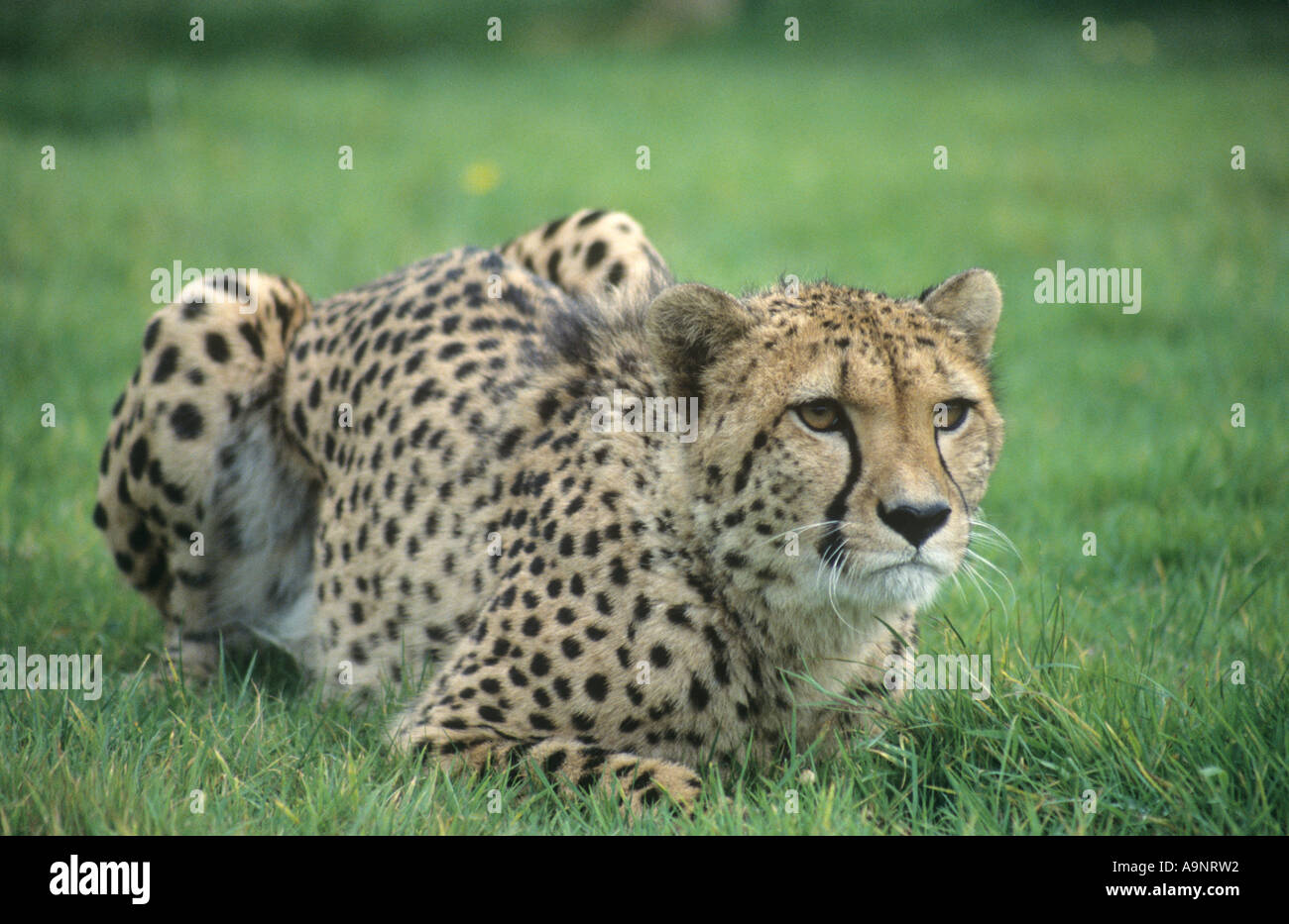 Cheetah watching prey Stock Photo - Alamy