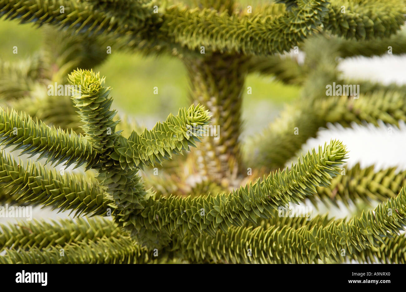 Rough fir hi-res stock photography and images - Alamy