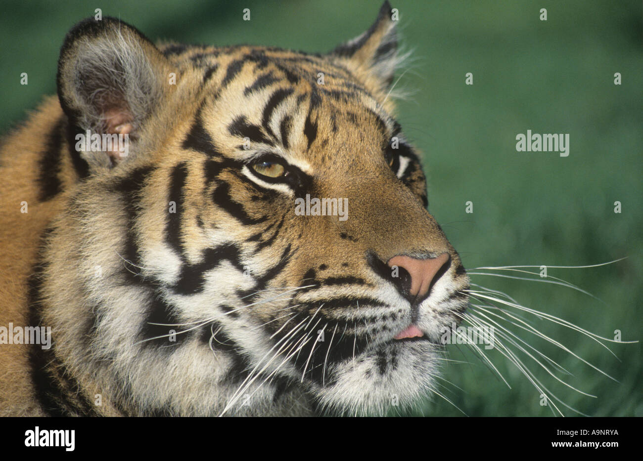 Siberian Tiger portrait Stock Photo - Alamy