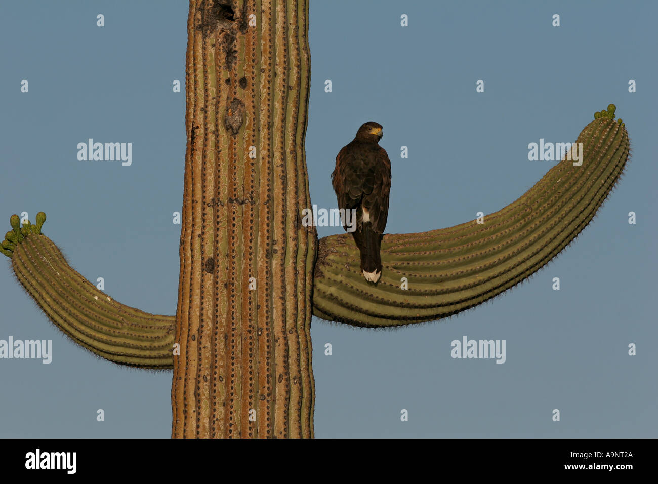 Harris hawk perched hi-res stock photography and images - Alamy