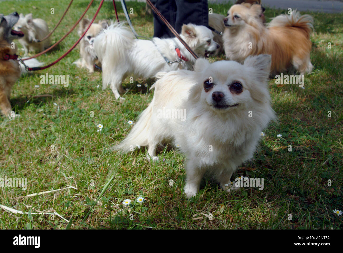 GROUP OF SAME BREED DOG Stock Photo - Alamy