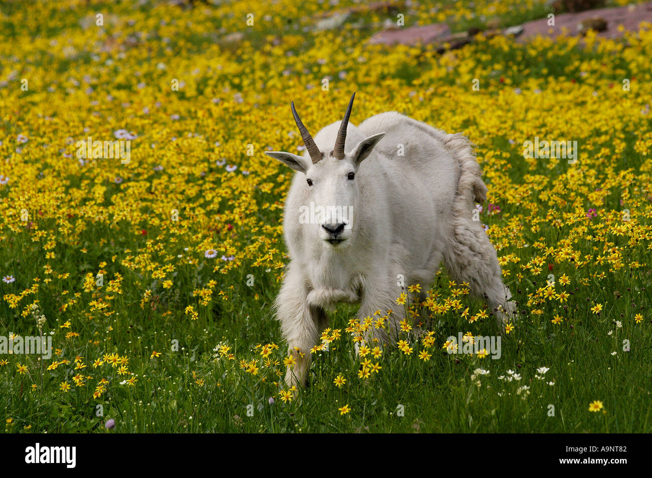 Mountain goat in field of yellow flowers Glacier National park Montana ...
