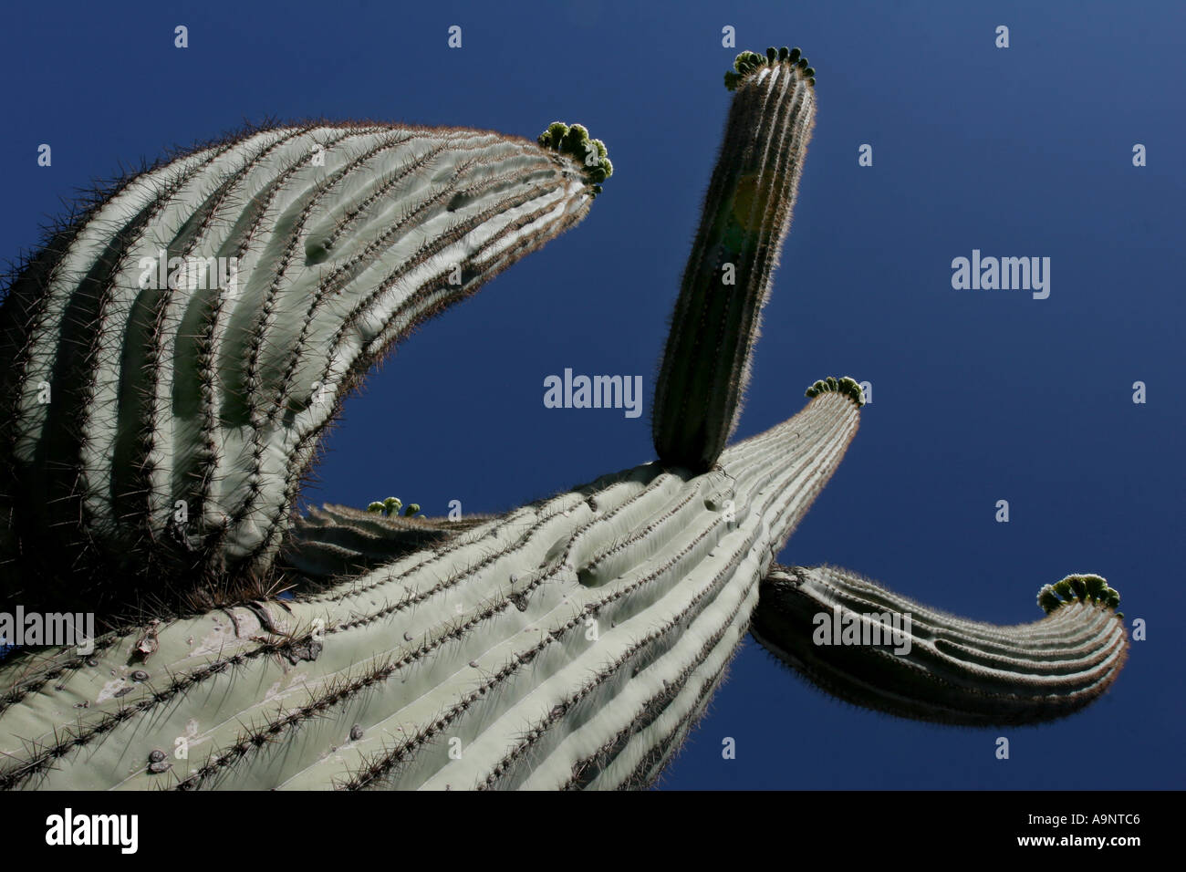 Saguaro cactus sonoran desert flowering hi-res stock photography and ...