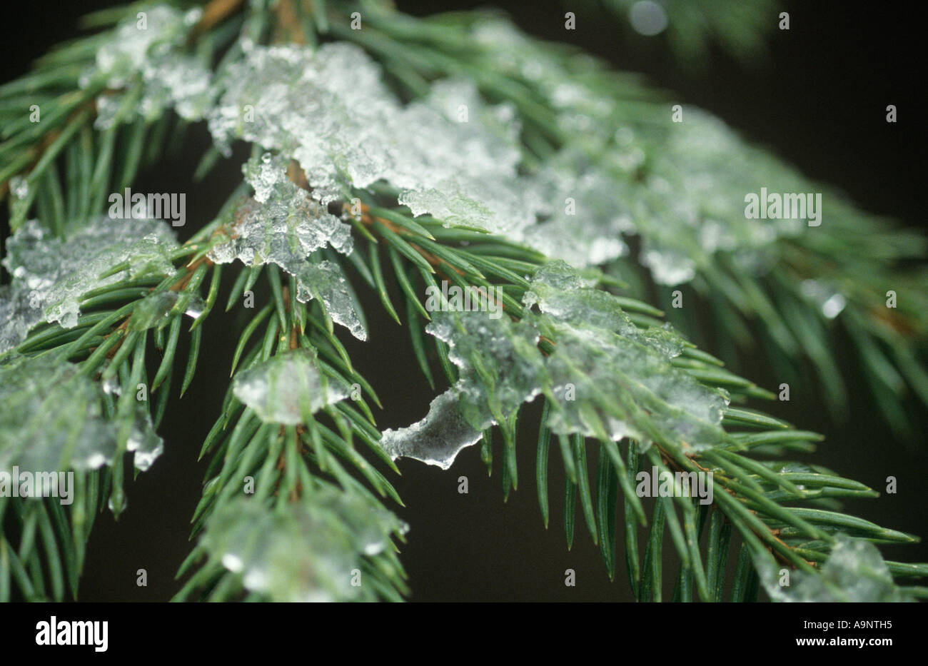 Melting snow on pine tree branches Stock Photo - Alamy