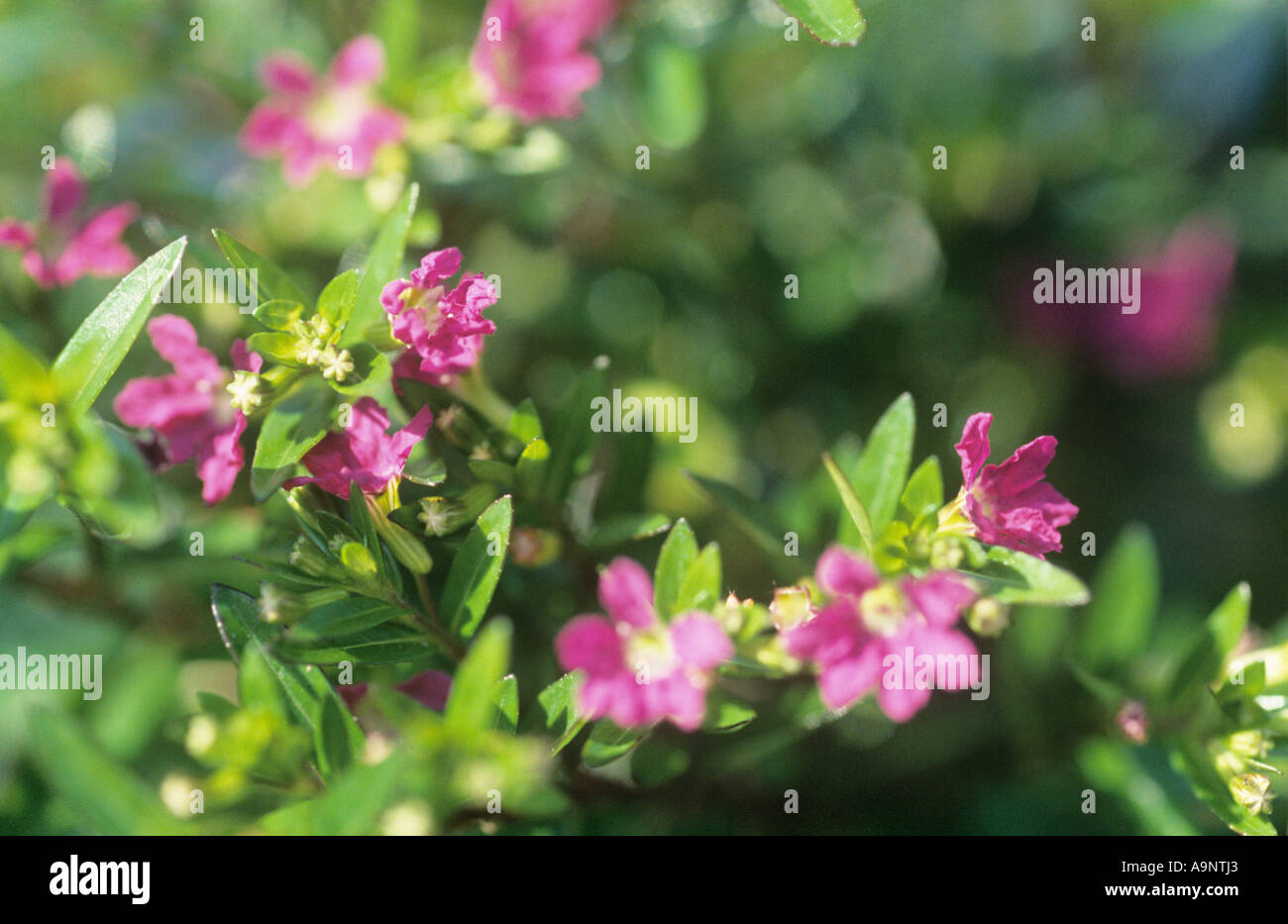 Cuphea flowers hi-res stock photography and images - Alamy