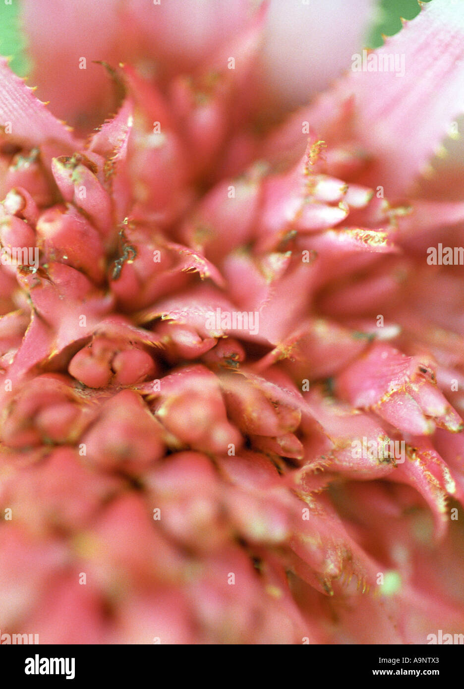 Pink flower detail Stock Photo - Alamy