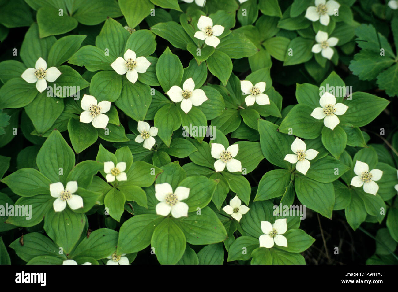 Bunchberries hi-res stock photography and images - Alamy