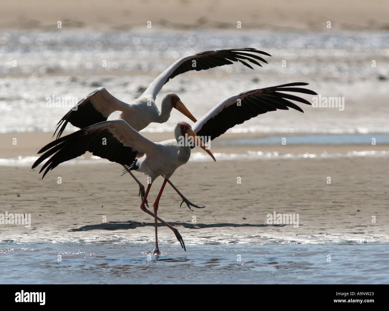 yellow billed storks landing Indian Ocean tanzania Stock Photo - Alamy