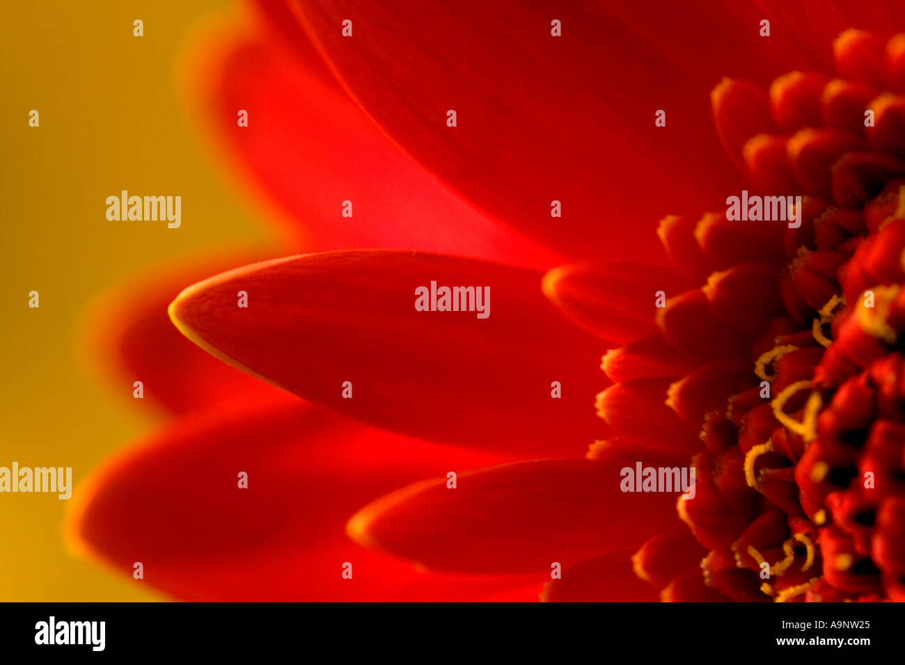 Red gebera hi-res stock photography and images - Alamy