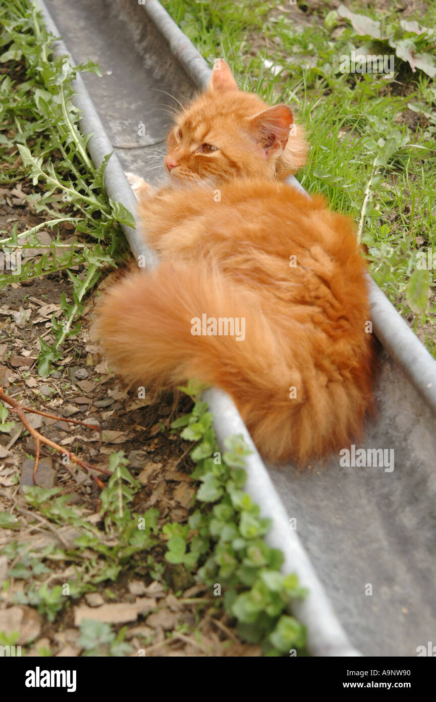 Cat In Drain High Resolution Stock Photography and Images - Alamy