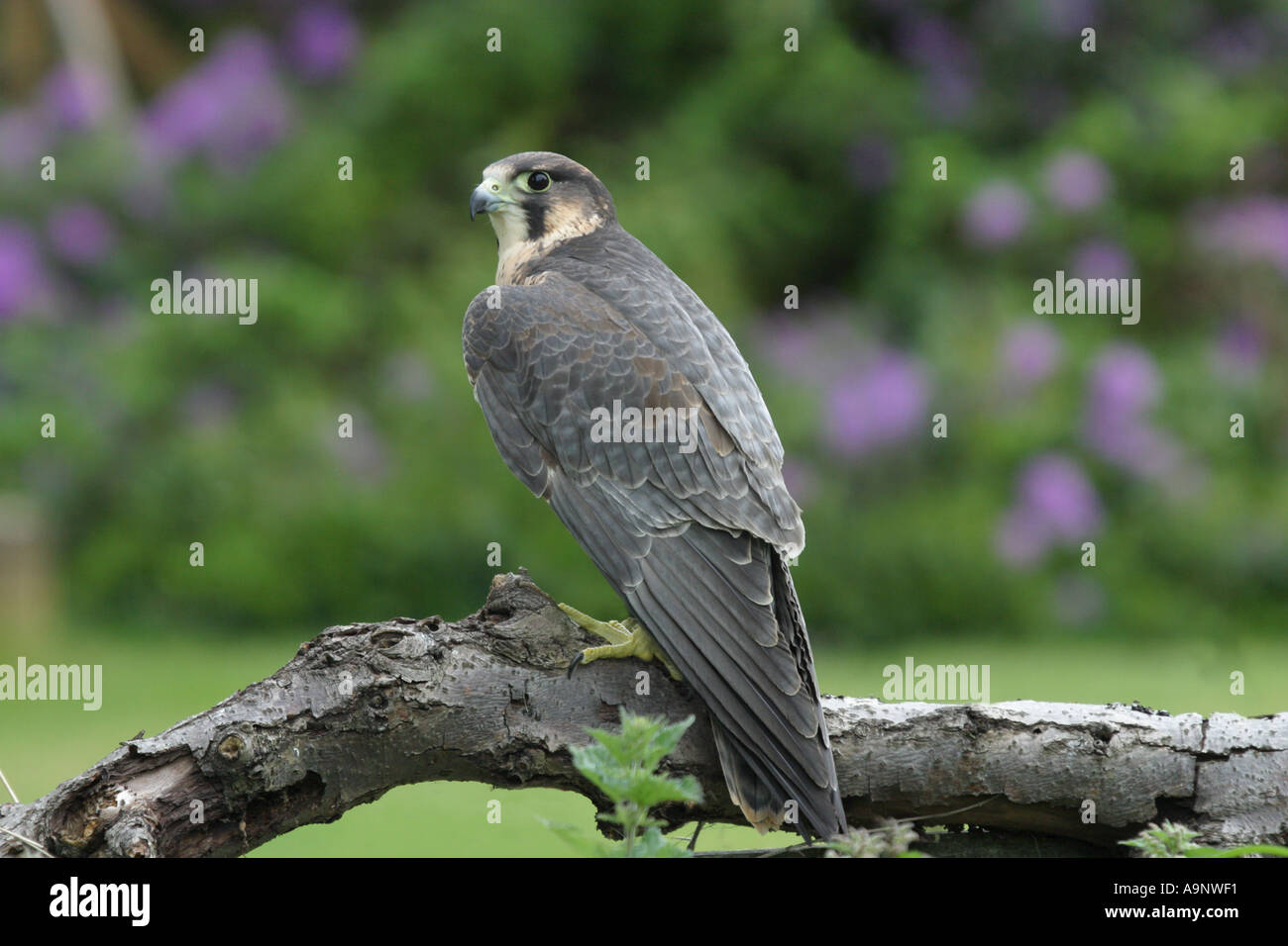 Peregrine x Lanner falcon Stock Photo - Alamy