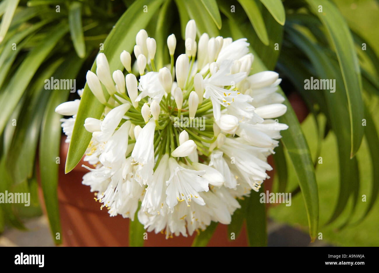 Pastime sunlight plants hi-res stock photography and images - Alamy