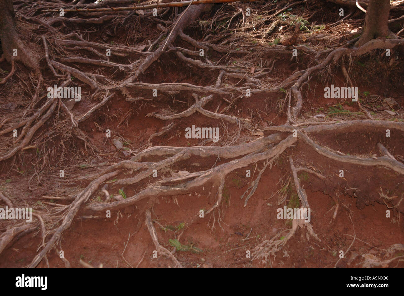 Spruce tree roots in Tatra Mountains Stock Photo - Alamy