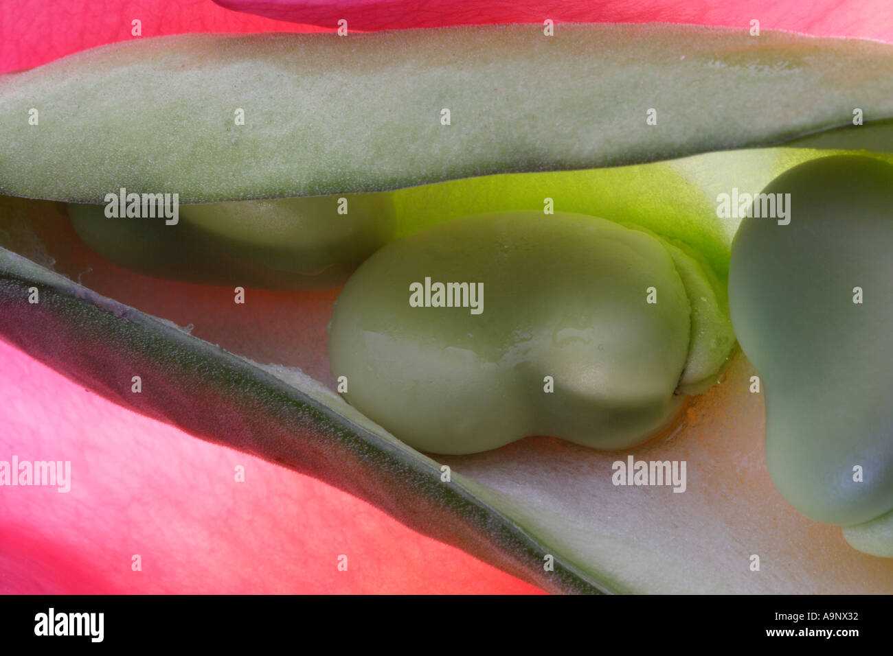 Vetch vicia broad bean vicia hi-res stock photography and images - Alamy