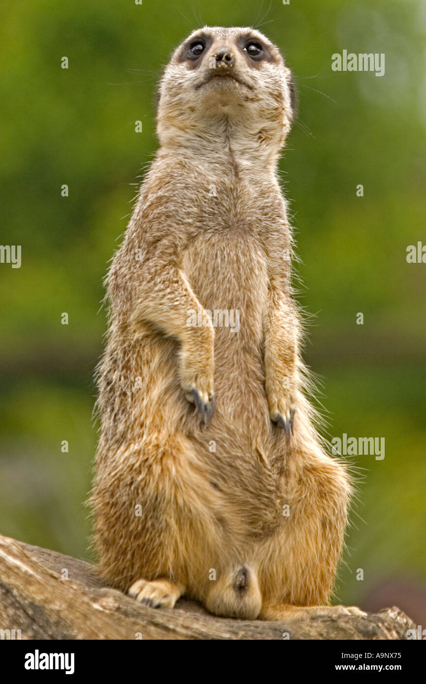 Meerkat paw hi-res stock photography and images - Alamy