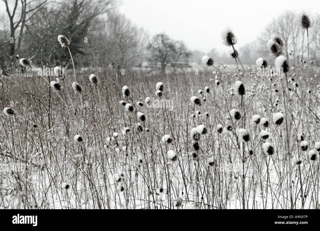 Teasels winter hi-res stock photography and images - Alamy