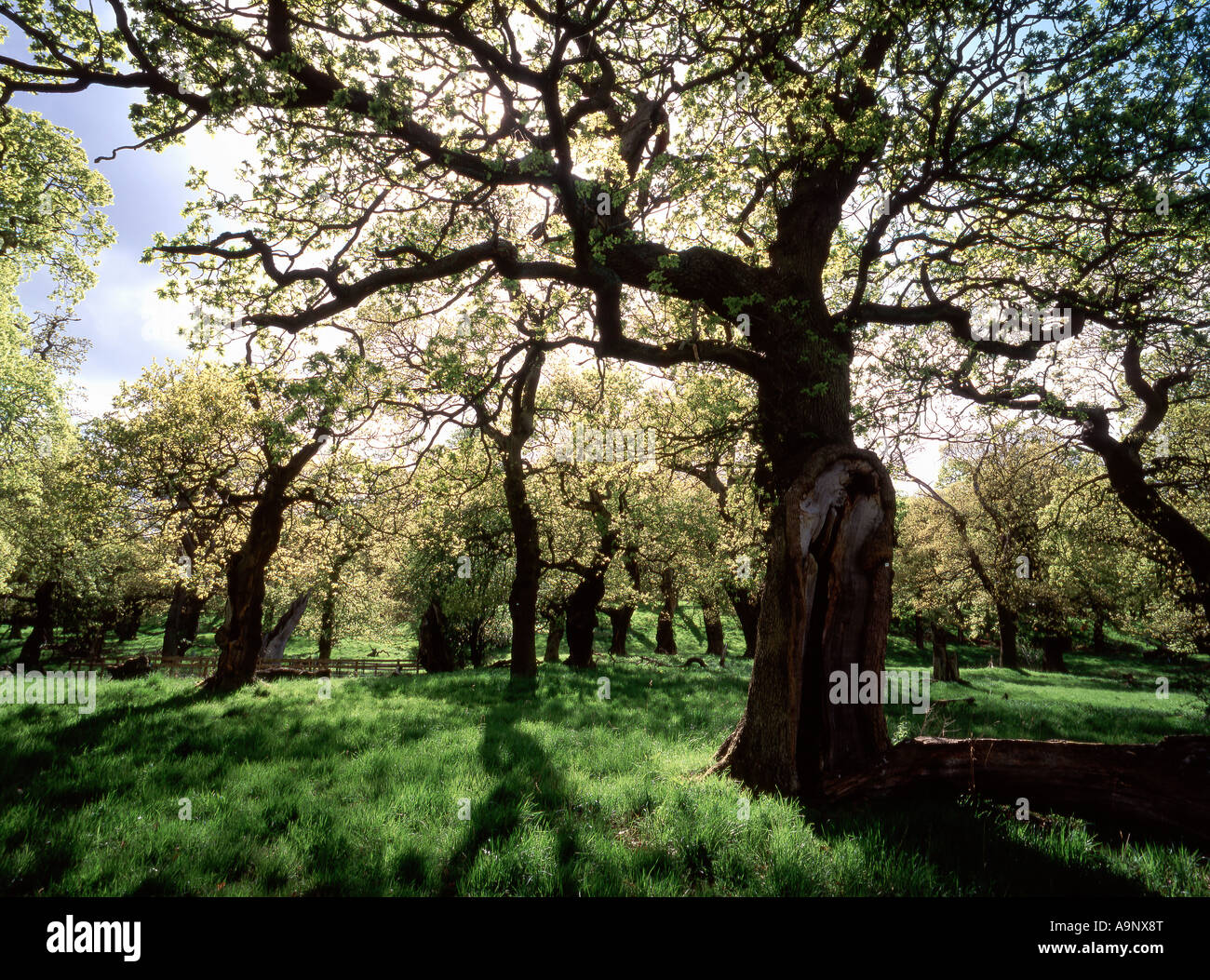 Dalkeith country park spring hi-res stock photography and images - Alamy