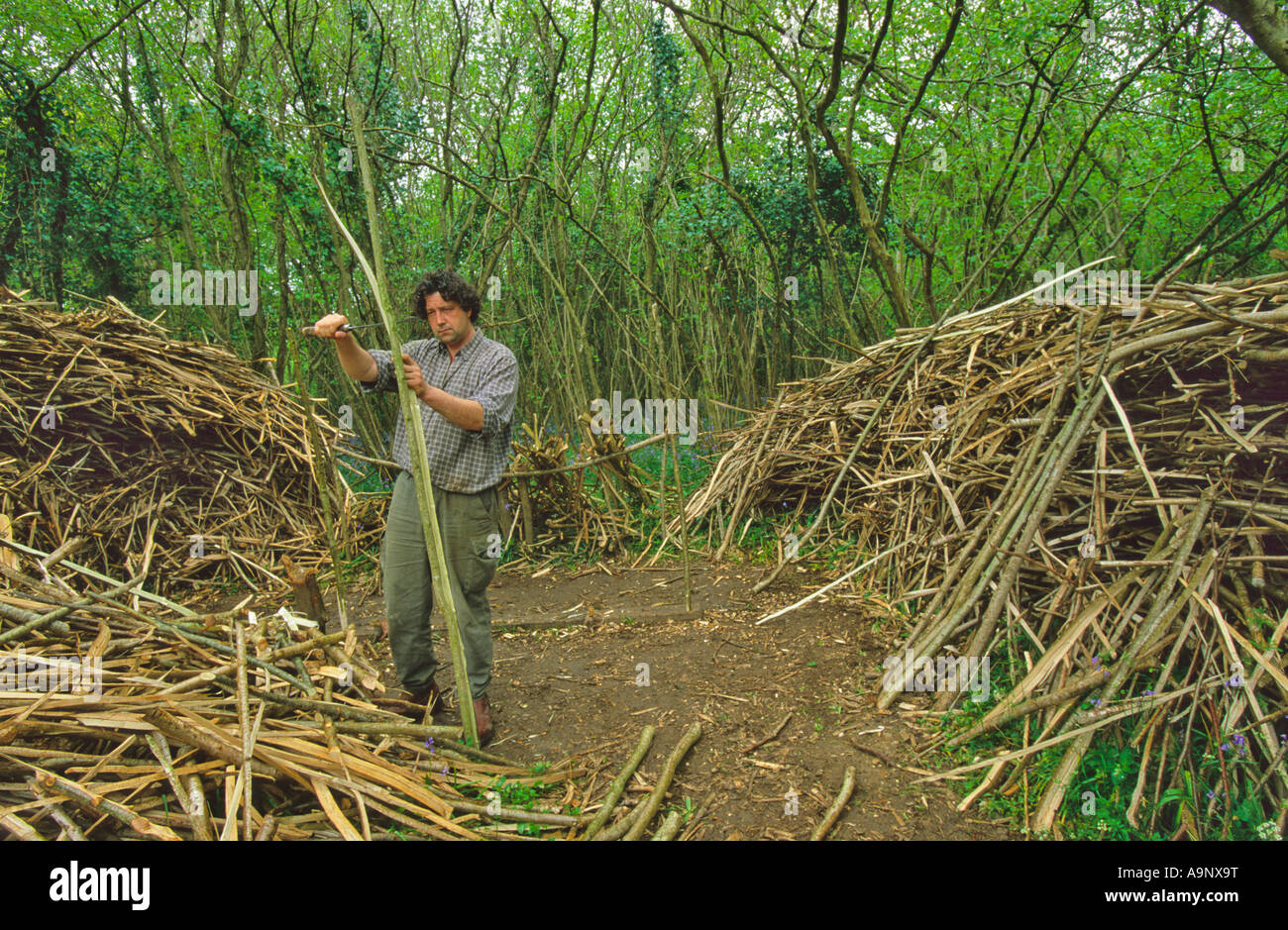 A Dorset hurdle maker with harvested hazel poles in coppiced woodland ...