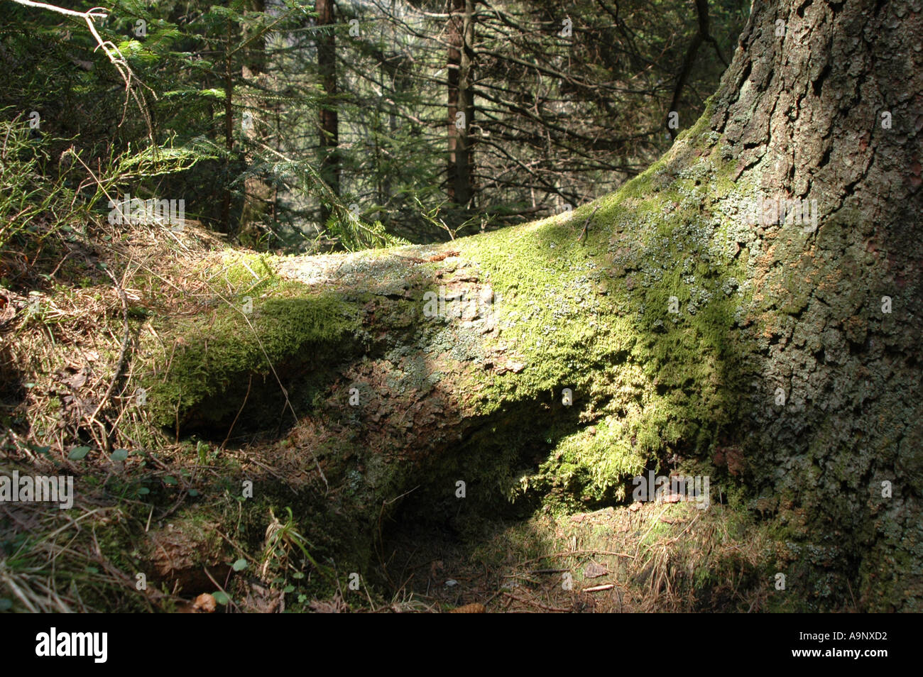 Tree trunk covered in moss Stock Photo - Alamy