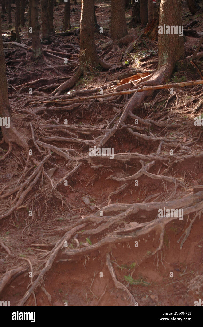 Spruce tree roots in Tatra Mountains Stock Photo - Alamy