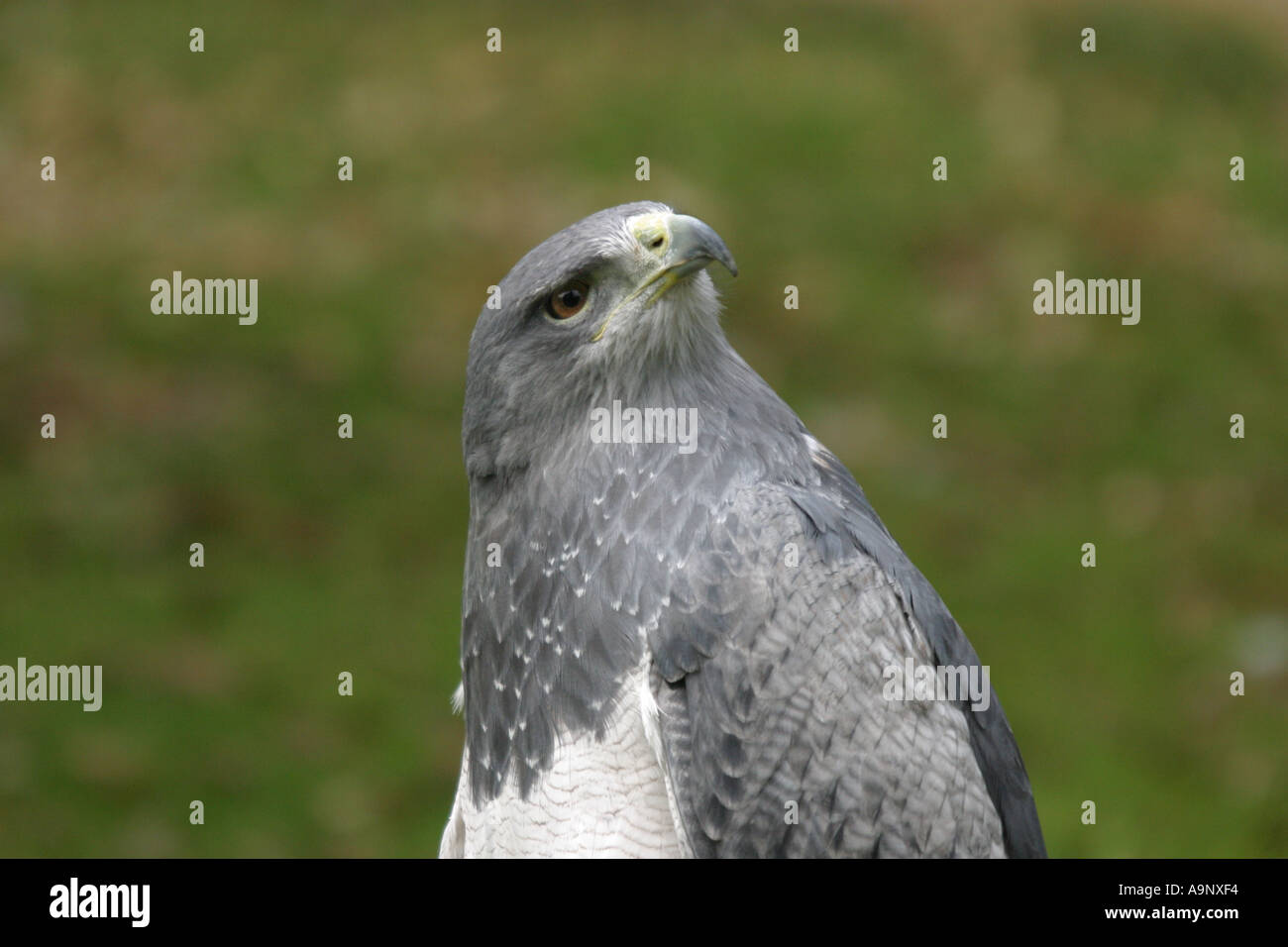 Chilean blue eagle hi-res stock photography and images - Alamy