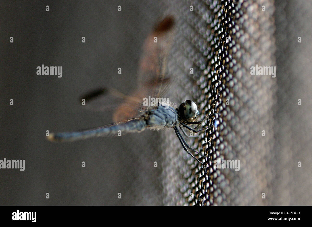 Mosquito grill hi-res stock photography and images - Alamy