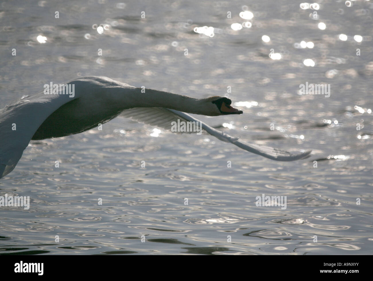 Swan flying low hi-res stock photography and images - Alamy