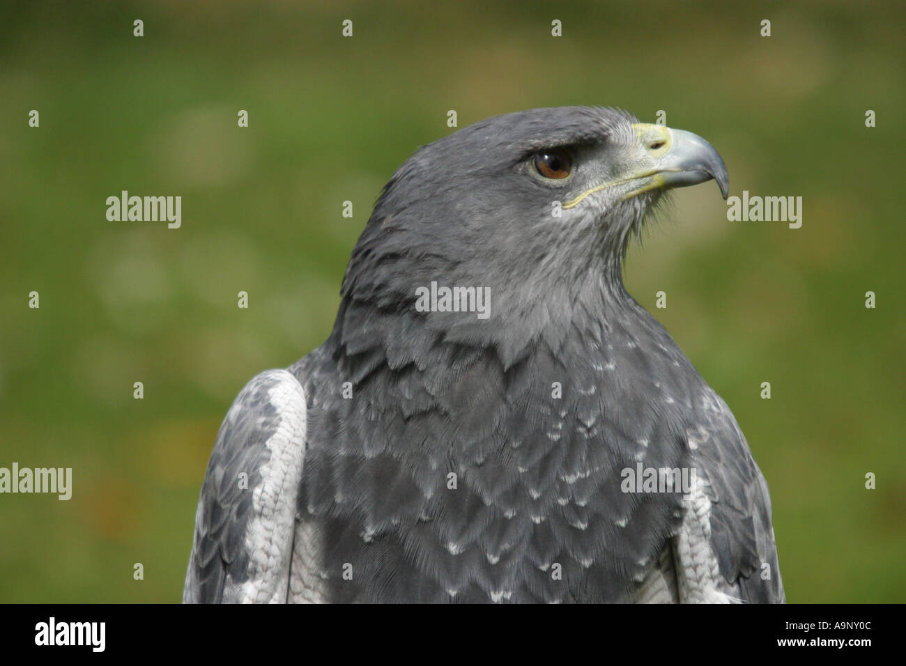 Chilean blue eagle hi-res stock photography and images - Alamy