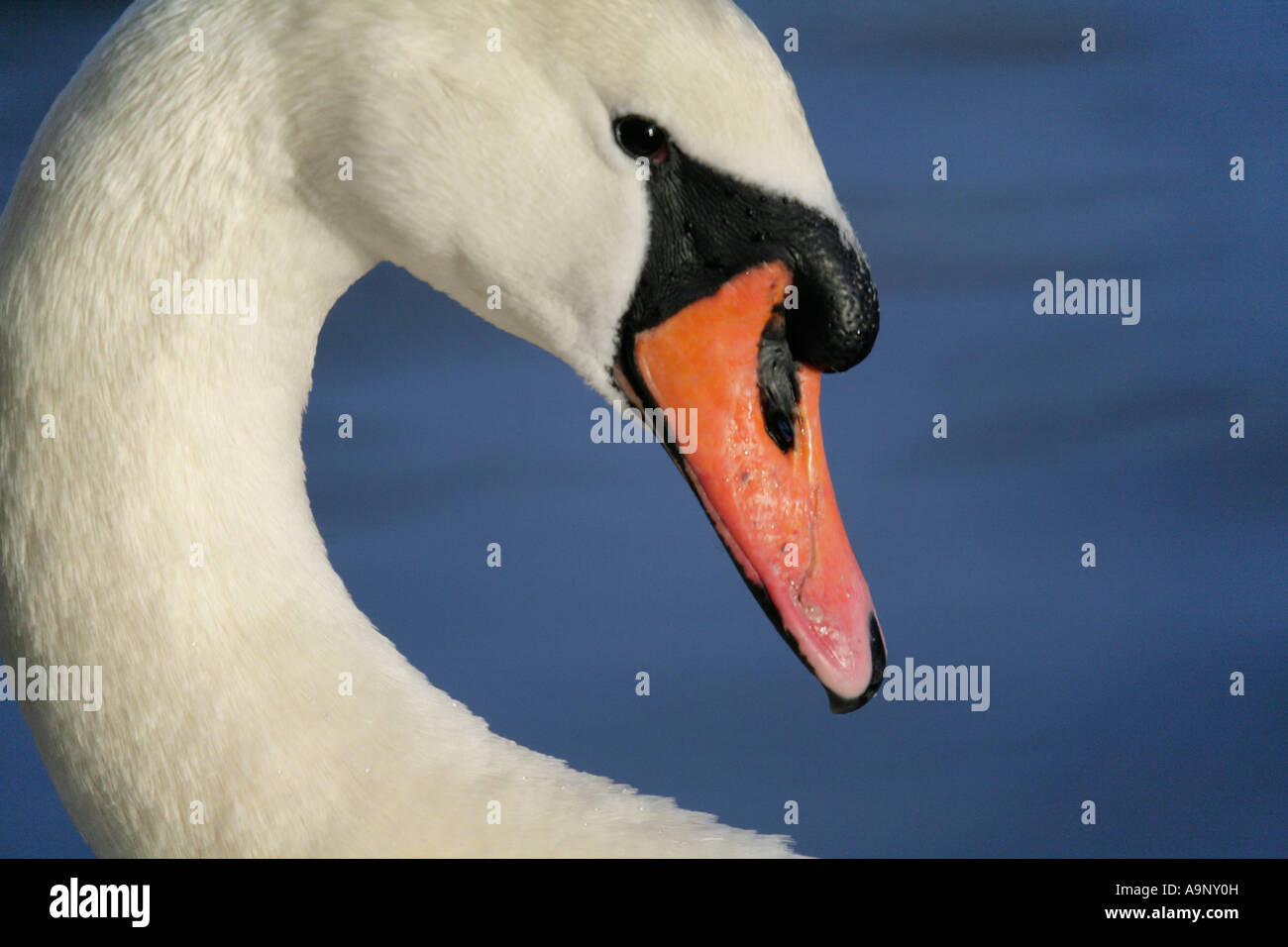 mute swan cygnus olor head neck beak close up Stock Photo - Alamy