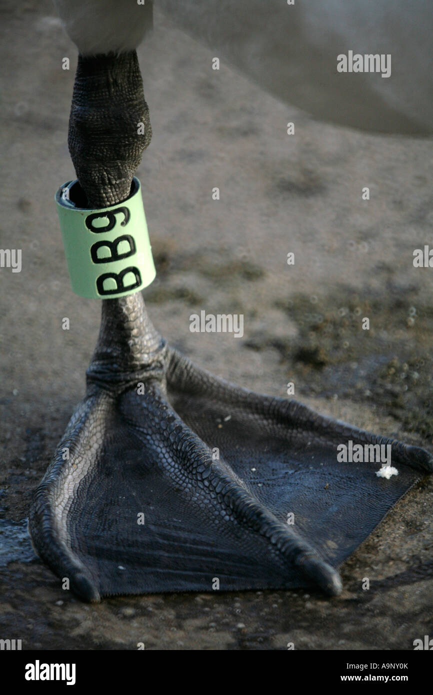 mute swan cygnus olor webbed foot ringed close up Stock Photo - Alamy