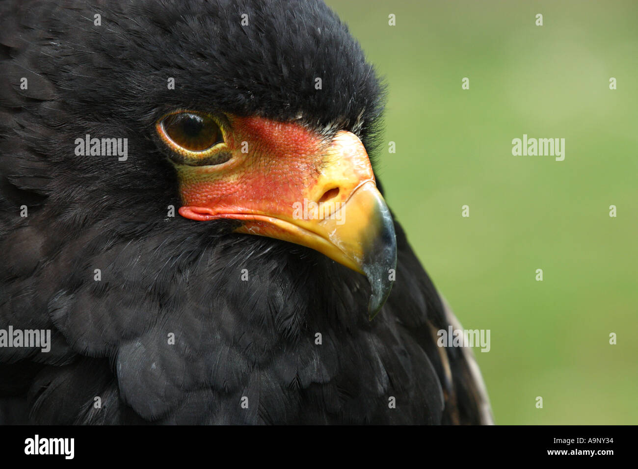 Bataleur eagle hi-res stock photography and images - Alamy