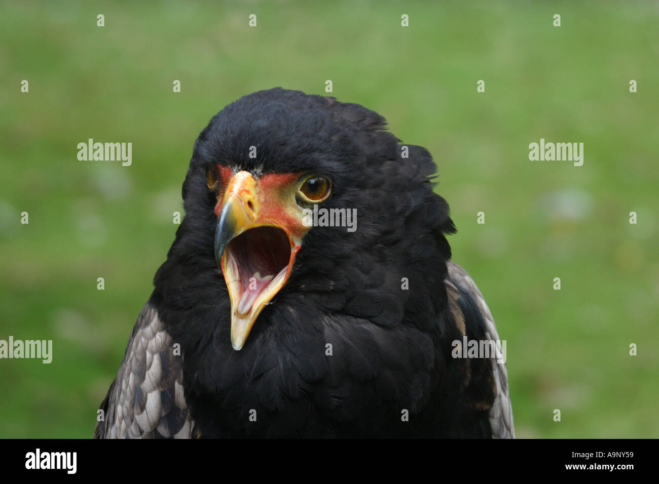 Bataleur eagle hi-res stock photography and images - Alamy