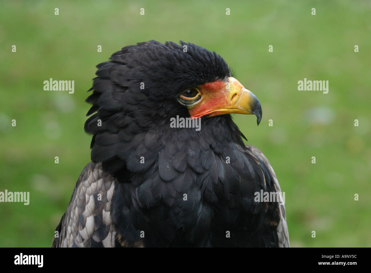 Bataleur eagle hi-res stock photography and images - Alamy