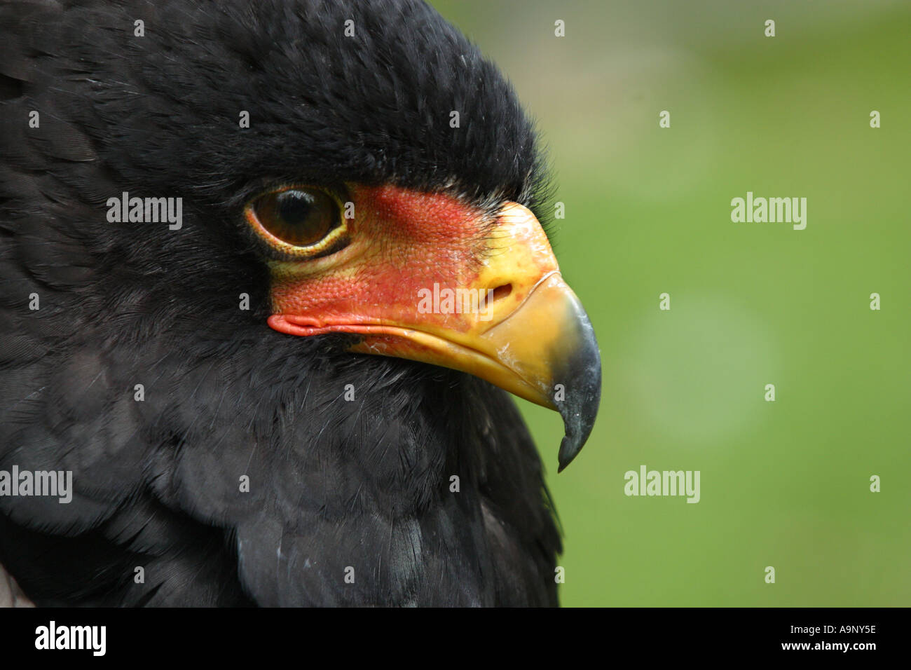 Bataleur eagle hi-res stock photography and images - Alamy