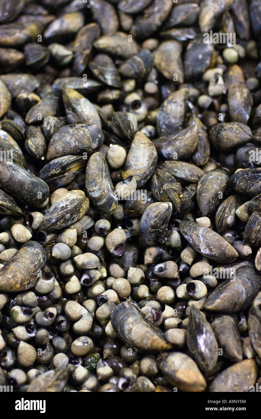 Winkles High Resolution Stock Photography and Images - Alamy