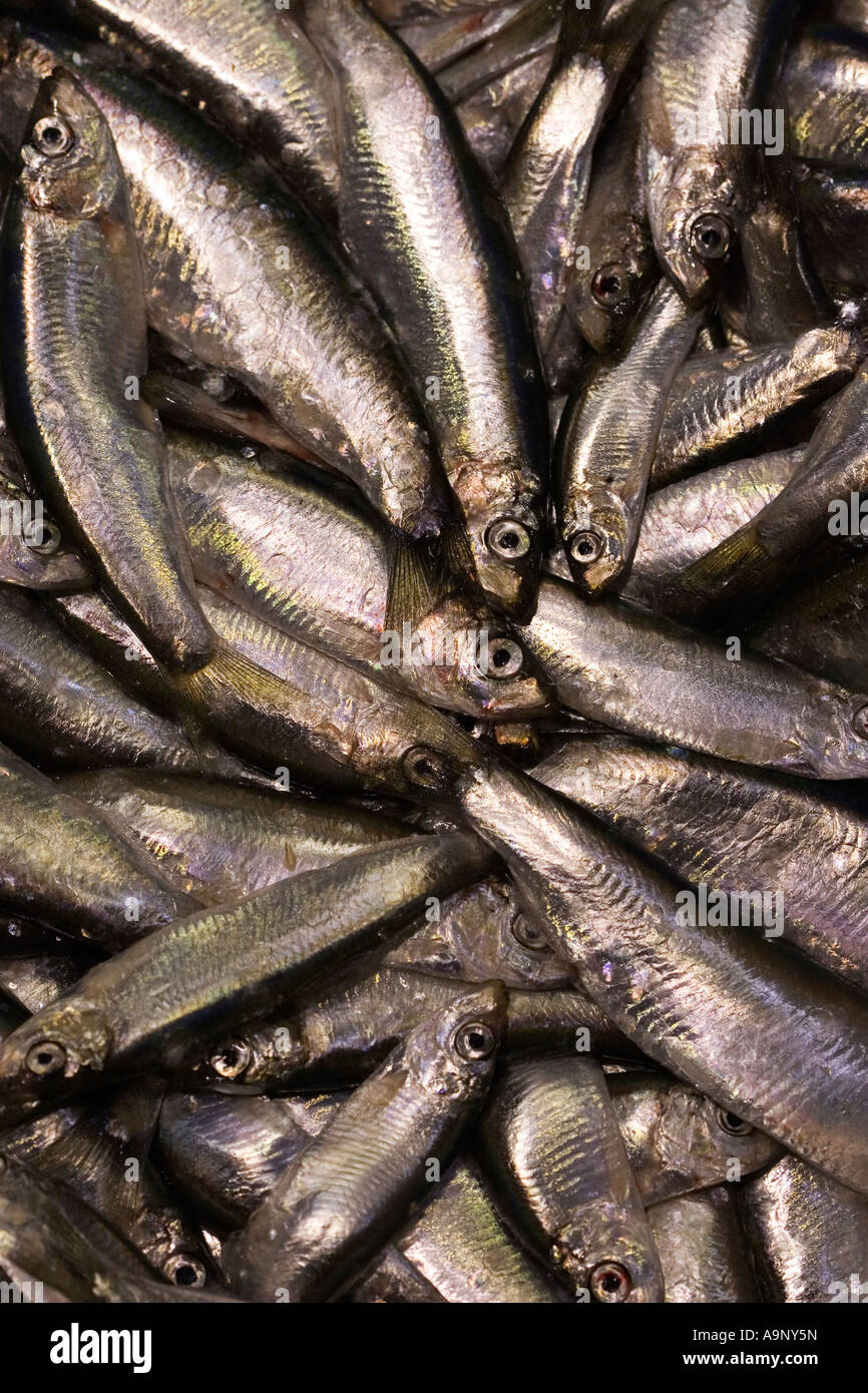 Sardine eyes hi-res stock photography and images - Alamy
