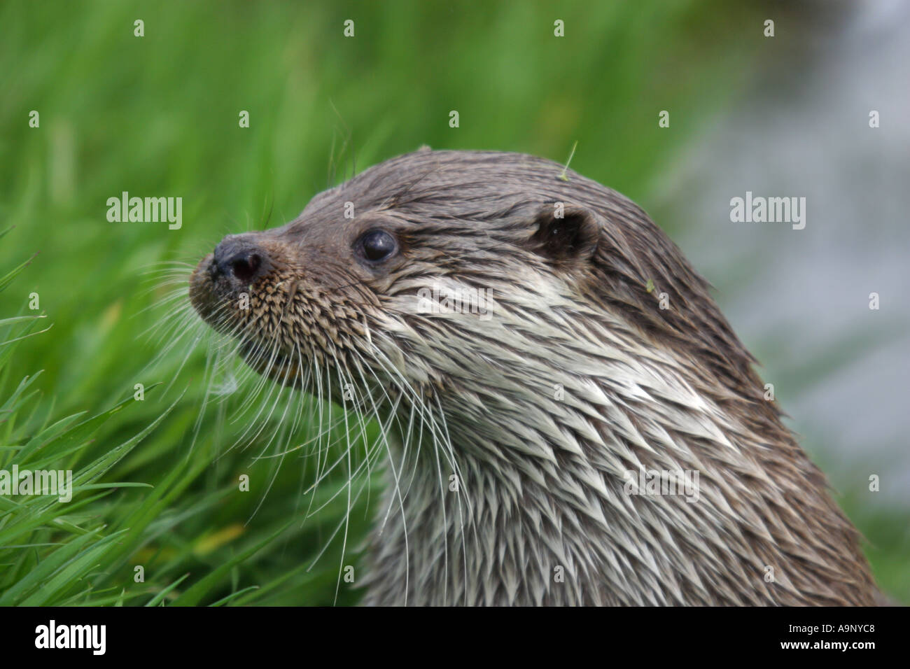 Otter Lutra lutra Stock Photo - Alamy