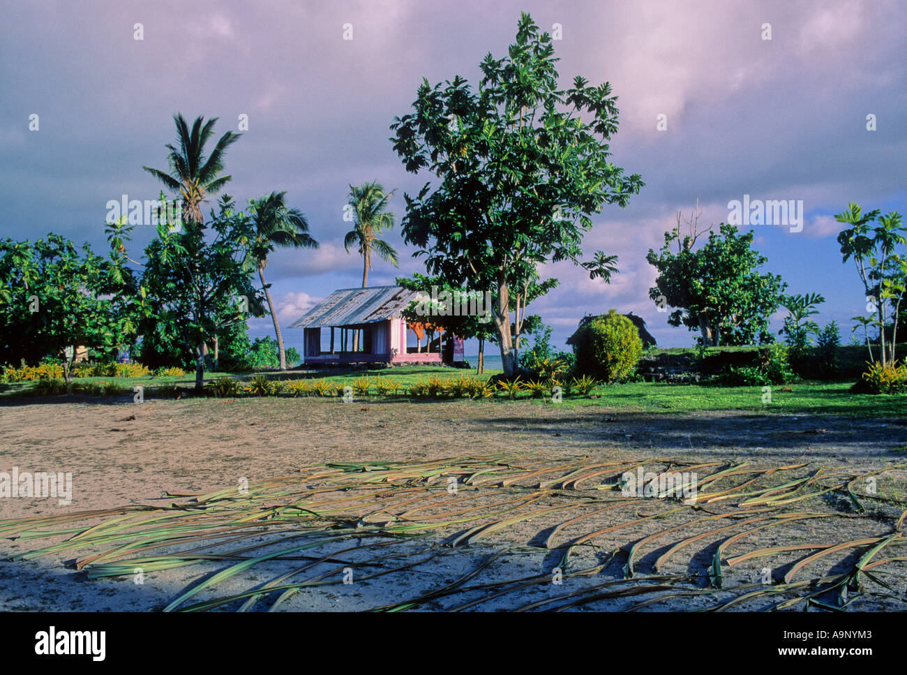 Pandanus drying by fale in Independent Samoa Stock Photo - Alamy